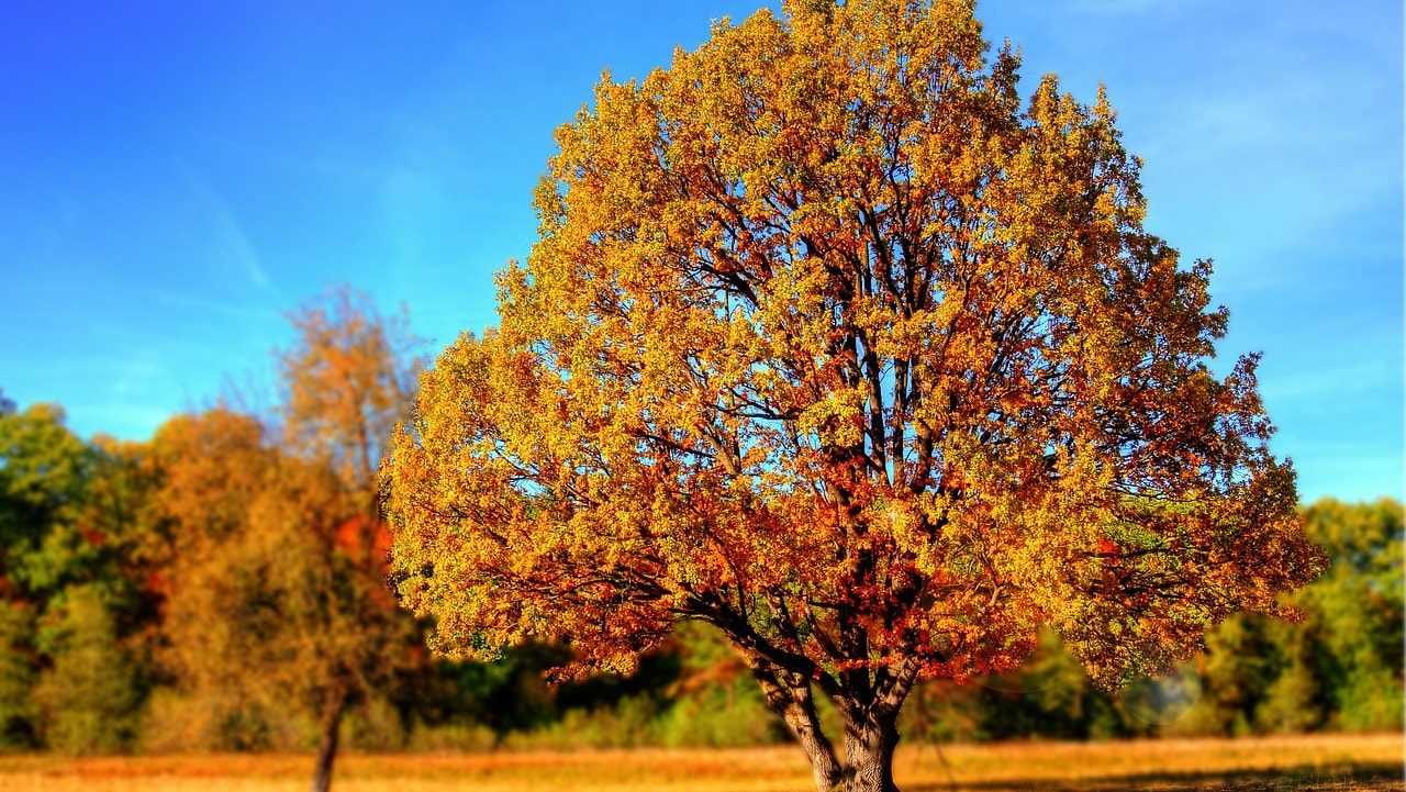 Planter un arbre dans son jardin : quelles sont les règles à respecter