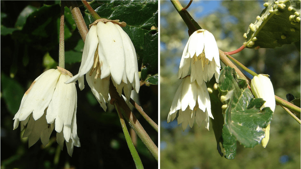 Arbres originales : les 13 espèces à planter chez-soi